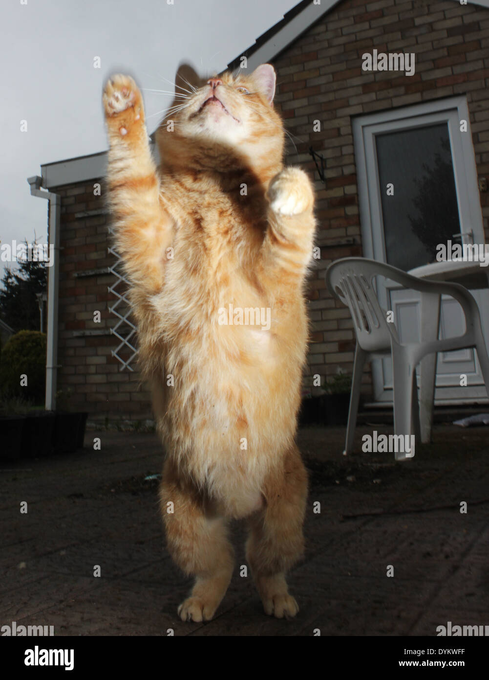Ginger cat standing on back legs Stock Photo - Alamy