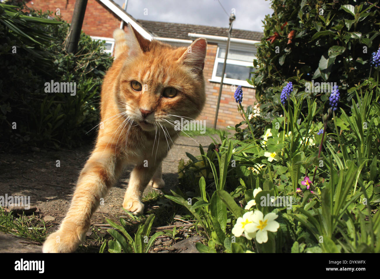 Ginger cat on garden path with flowers Stock Photo - Alamy