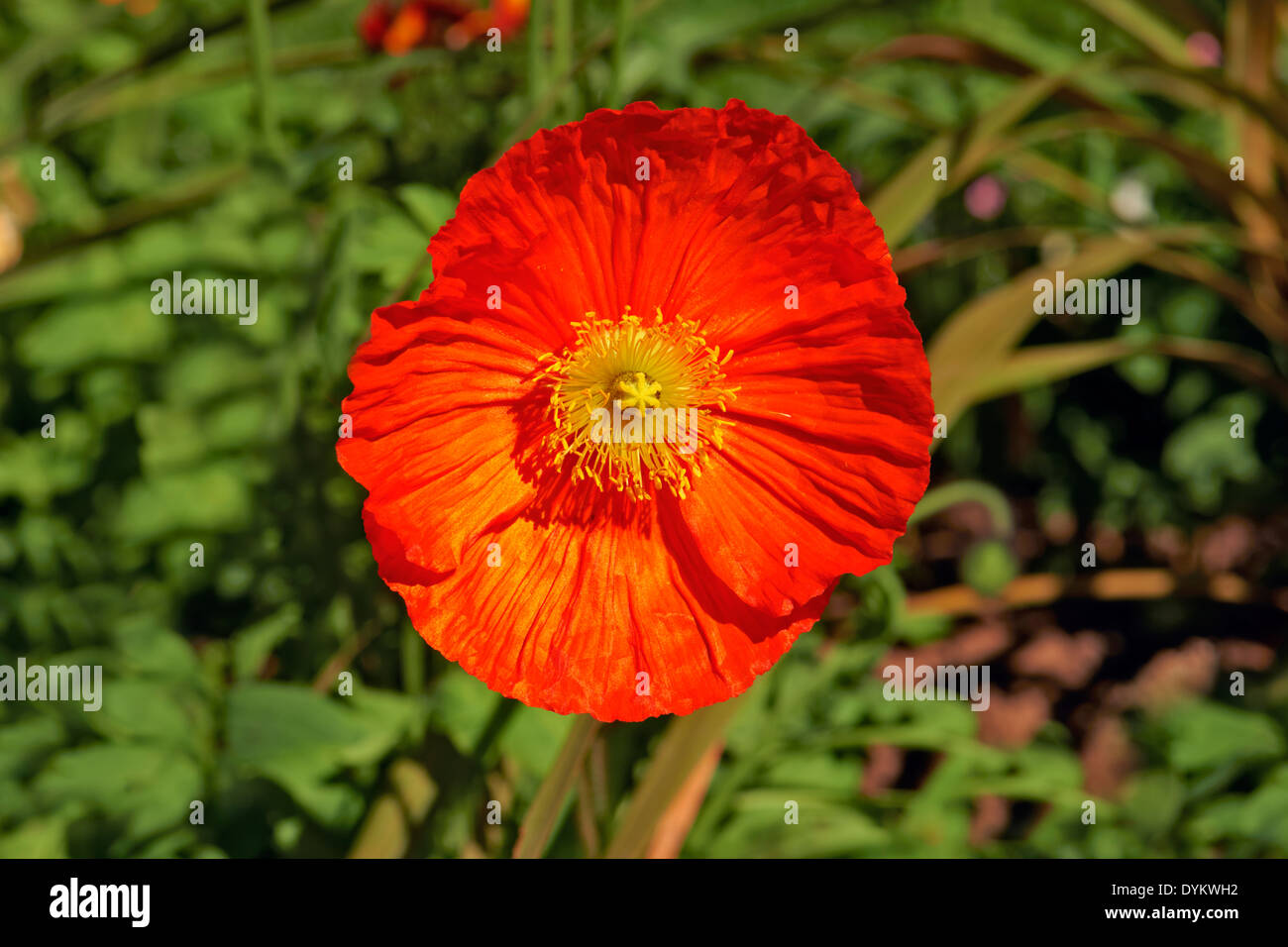 Poppies in spring Stock Photo - Alamy