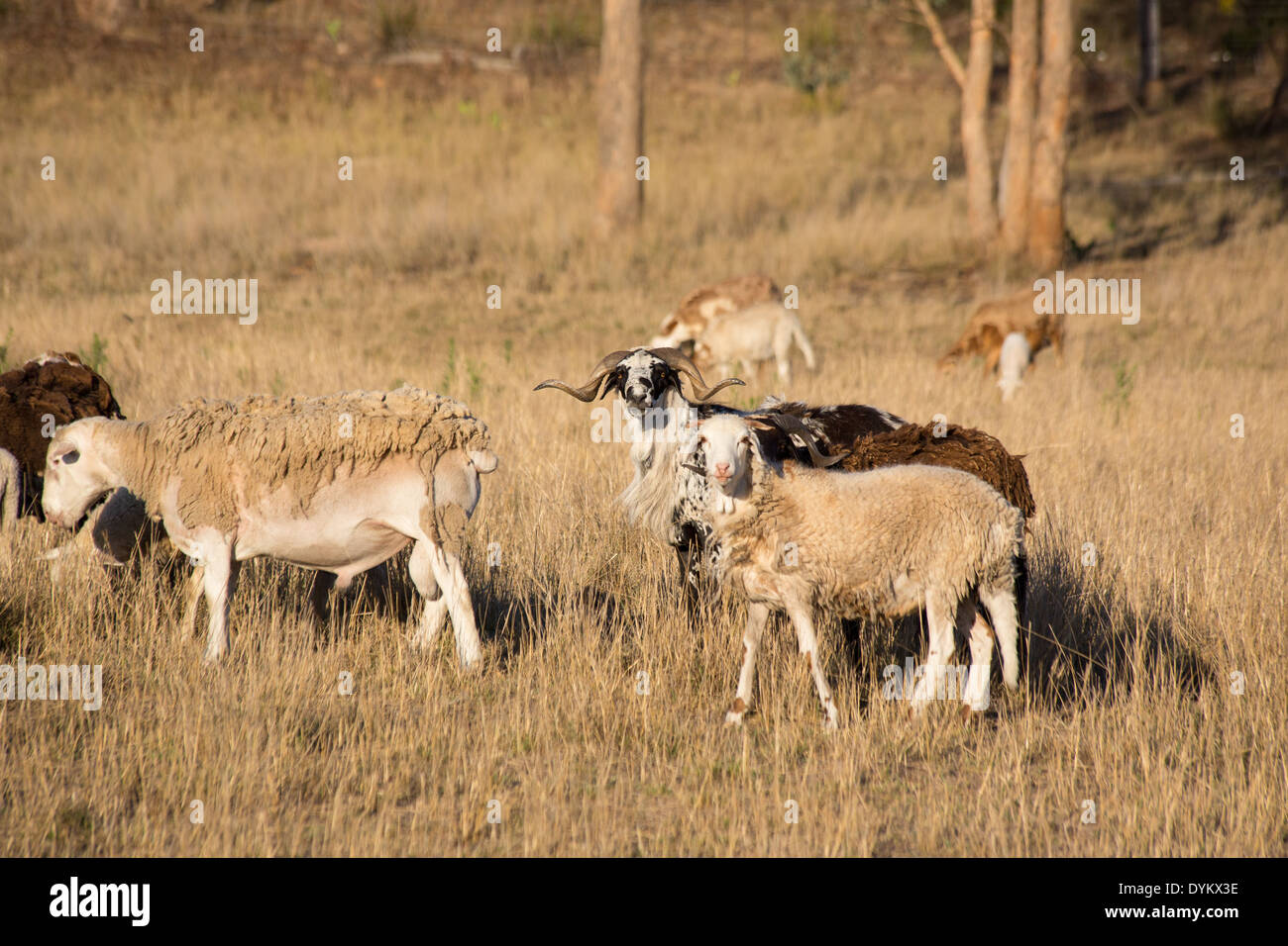 Goats on a farm hi-res stock photography and images - Alamy