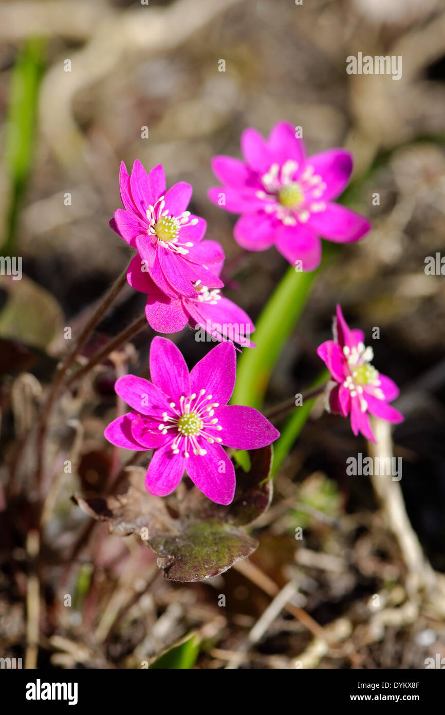 Hepatica hi-res stock photography and images - Alamy