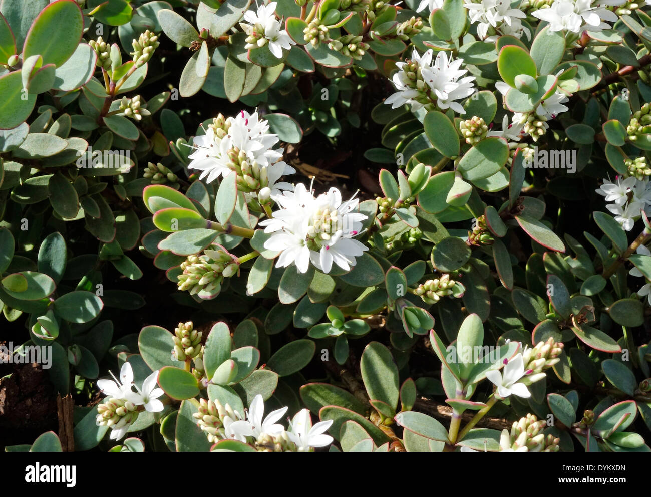 Red edge hebe hi-res stock photography and images - Alamy