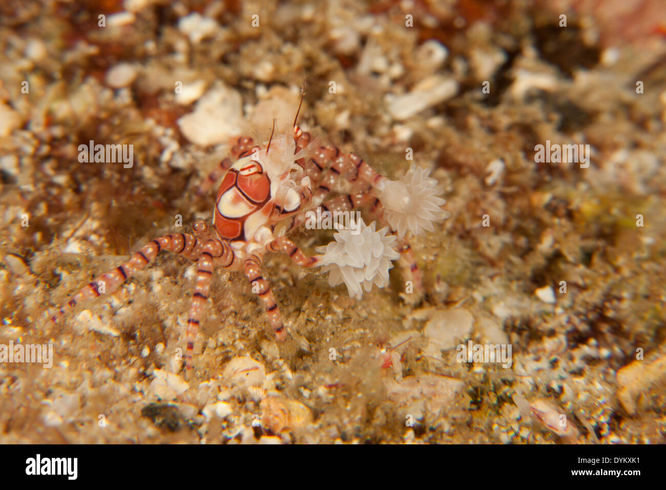 Mosaic Boxer Crab (Lybia tesselata) in the Lembeh Strait off North ...