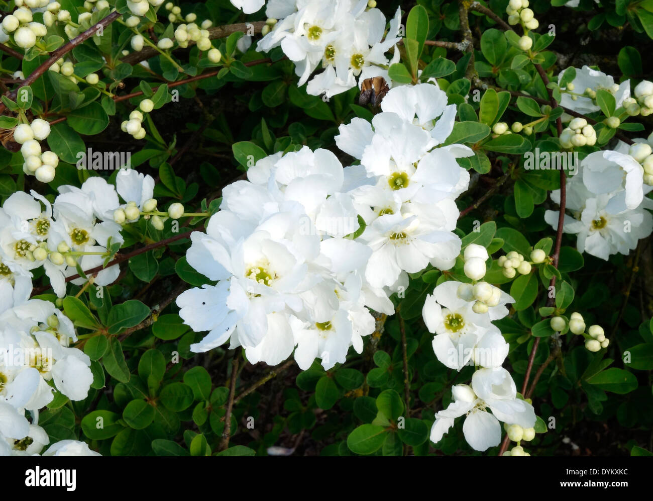 Exochorda x macrantha 'The Bride' in Flower Stock Photo - Alamy