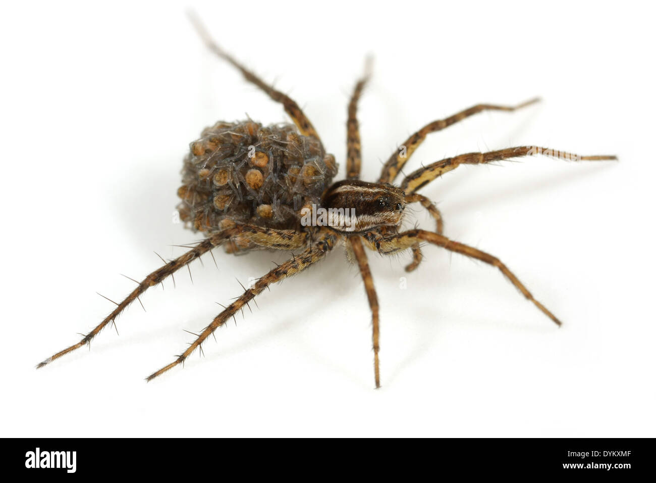 Female Pardosa monticola spider, part of the family Lycosidae - Wolf ...