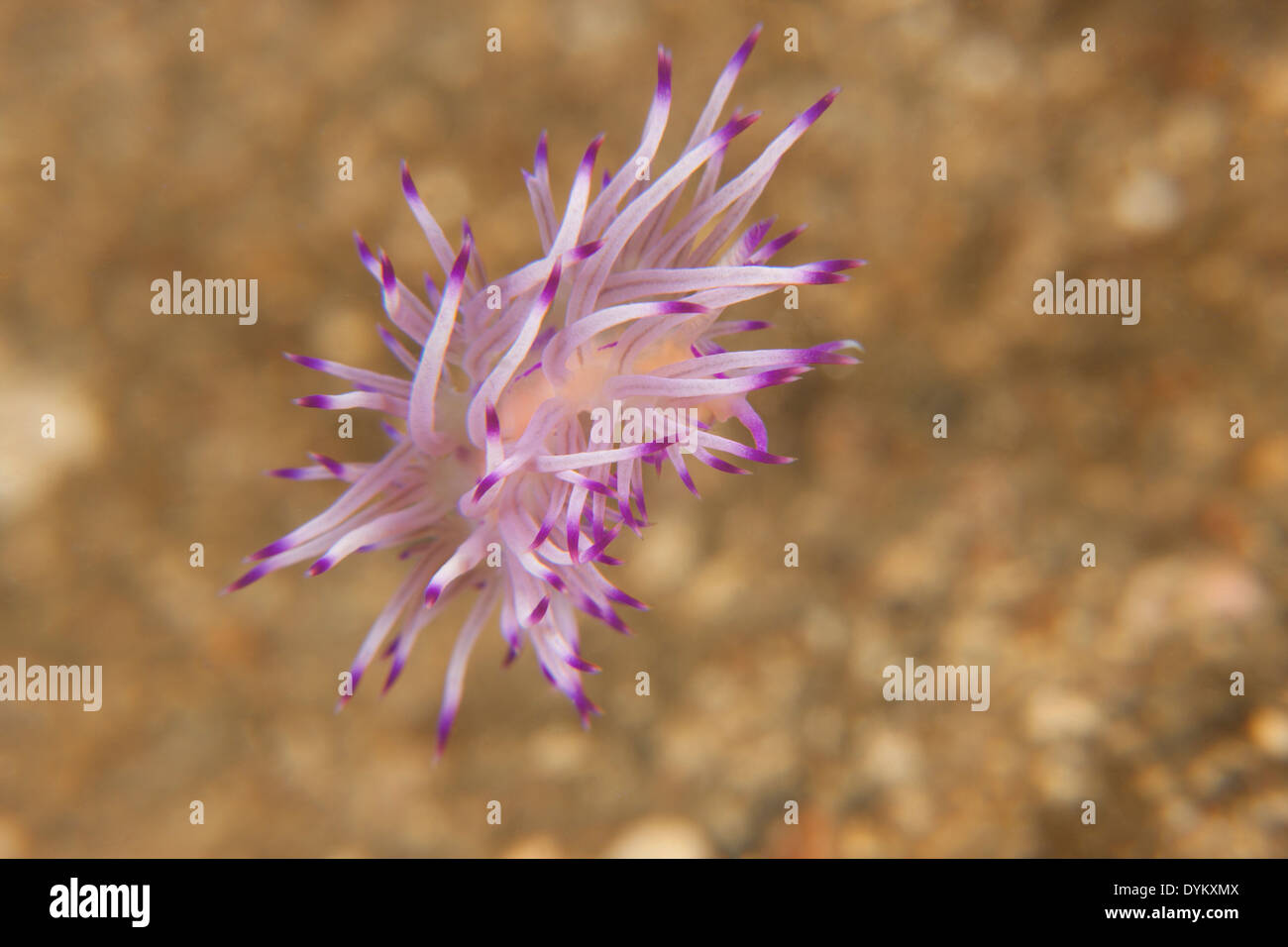 Redline flabellina hi-res stock photography and images - Alamy