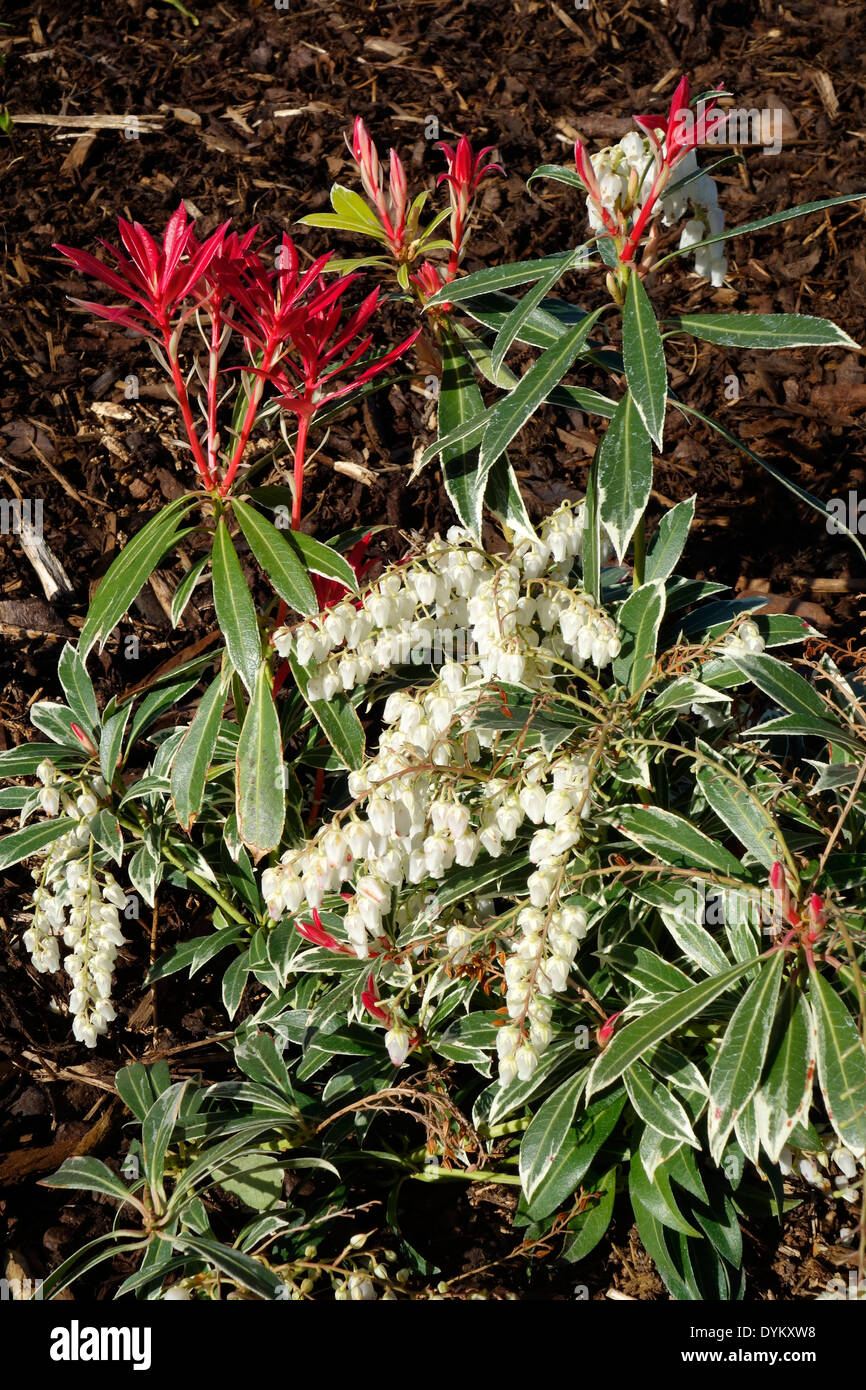 Flaming bushes hi-res stock photography and images - Alamy