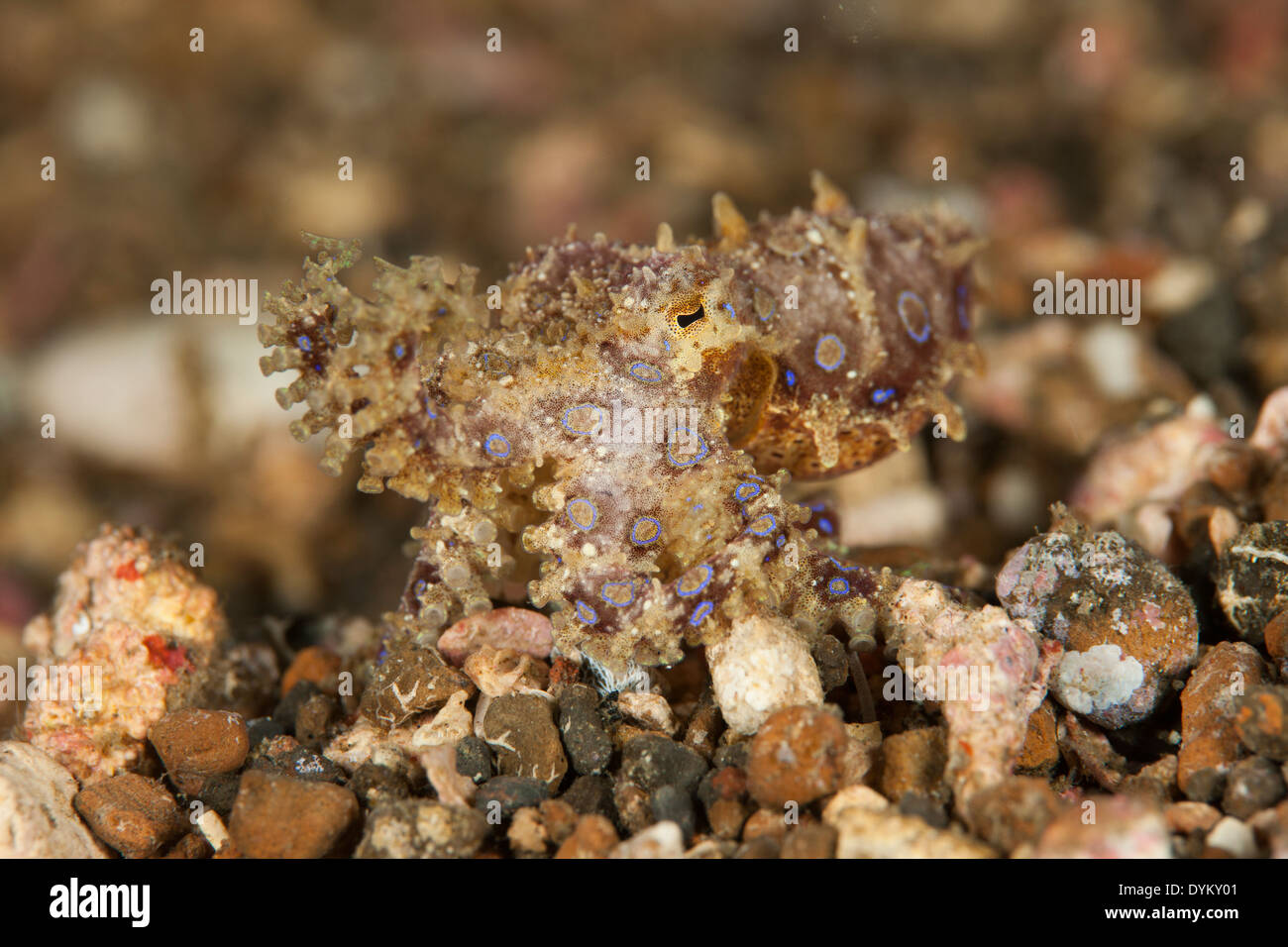 Greater Blue-ringed Octopus (Hapalochlaena lunulata), a tiny but highly ...