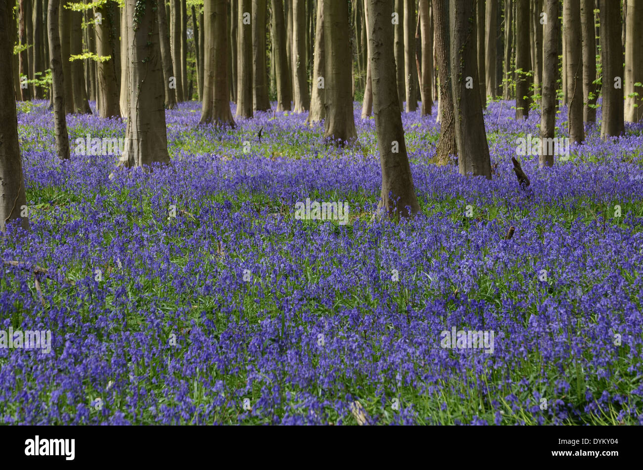 European Beech Forest with Bluebells, Hallerbos, Halle, Flemish Brabant ...