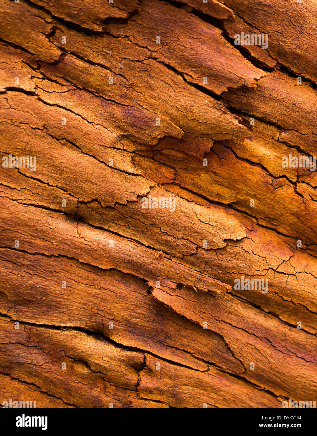 Beautiful colours and patterns on tree bark after a bush fire, Wollemi ...