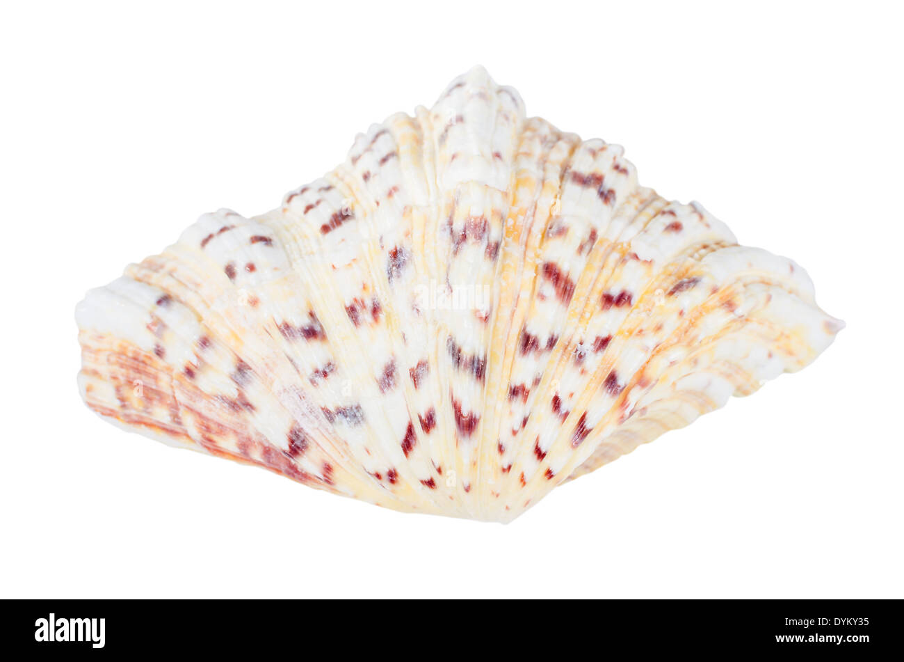 Beautifiul ocean shell isolated on white background Stock Photo - Alamy
