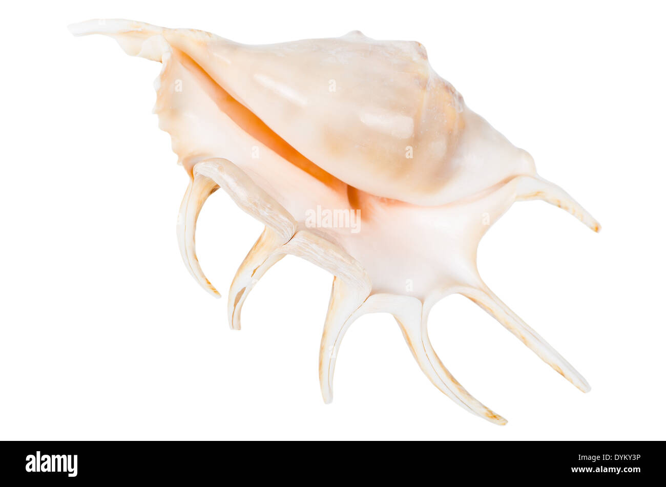 Beautifiul ocean shell isolated on white background Stock Photo - Alamy