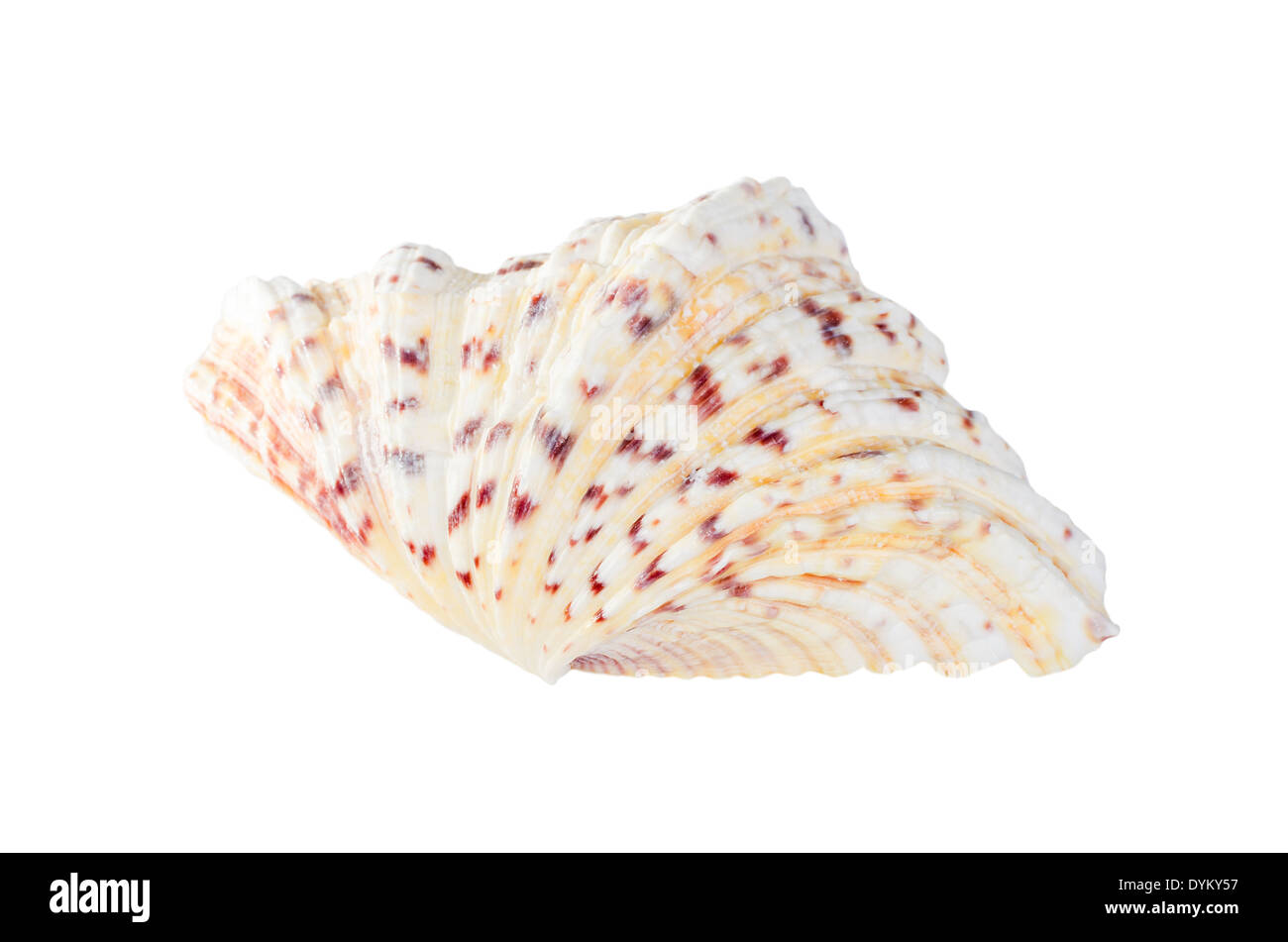 Beautifiul ocean shell isolated on white background Stock Photo - Alamy