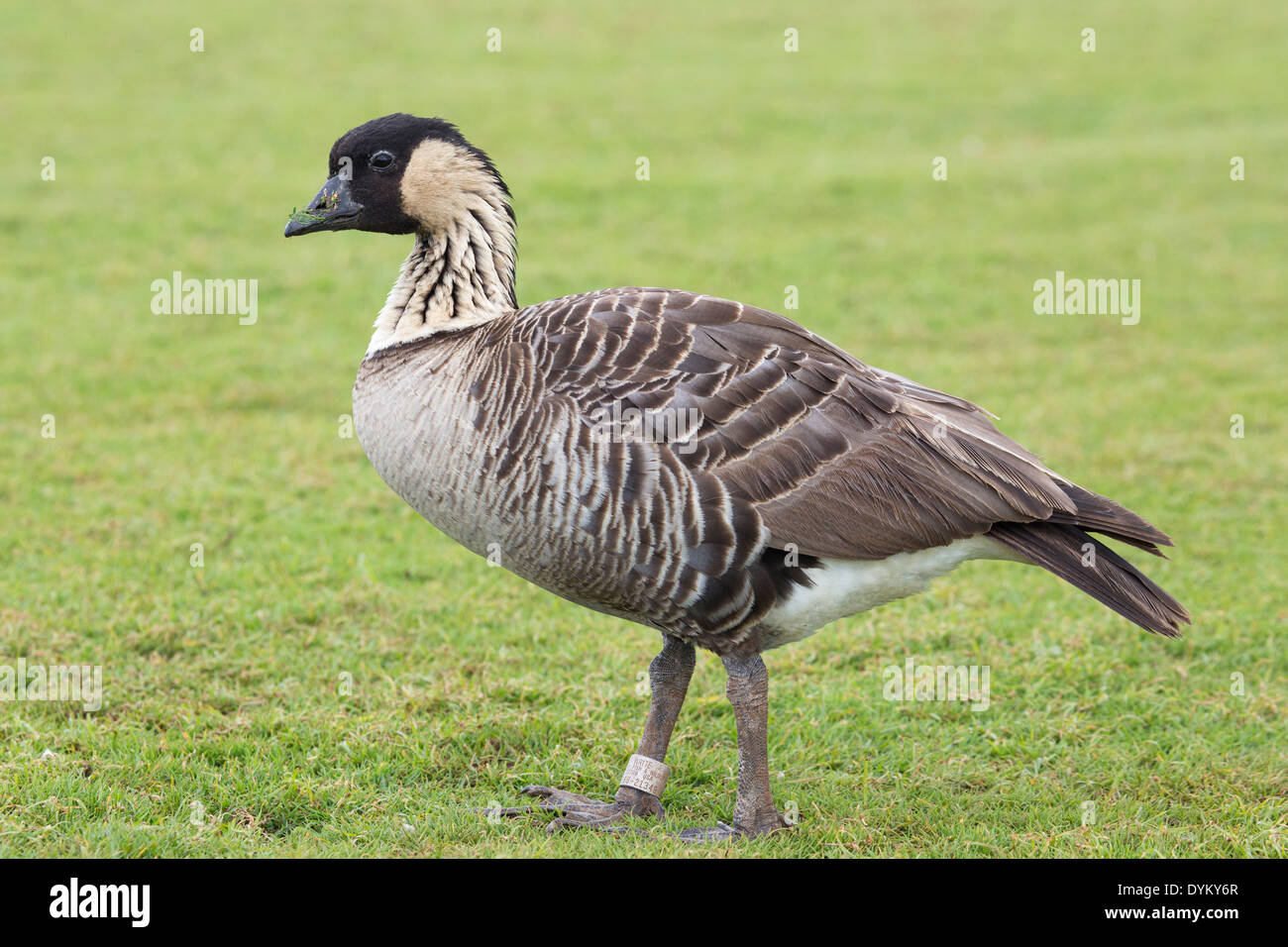 Nene Hawaiian Goose (Branta sandvicensis Stock Photo - Alamy
