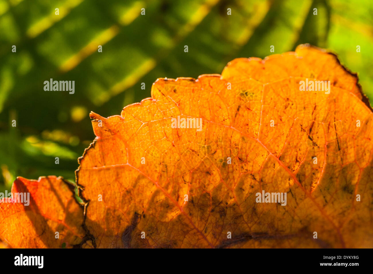 Structure of decaying leaves hi-res stock photography and images - Alamy