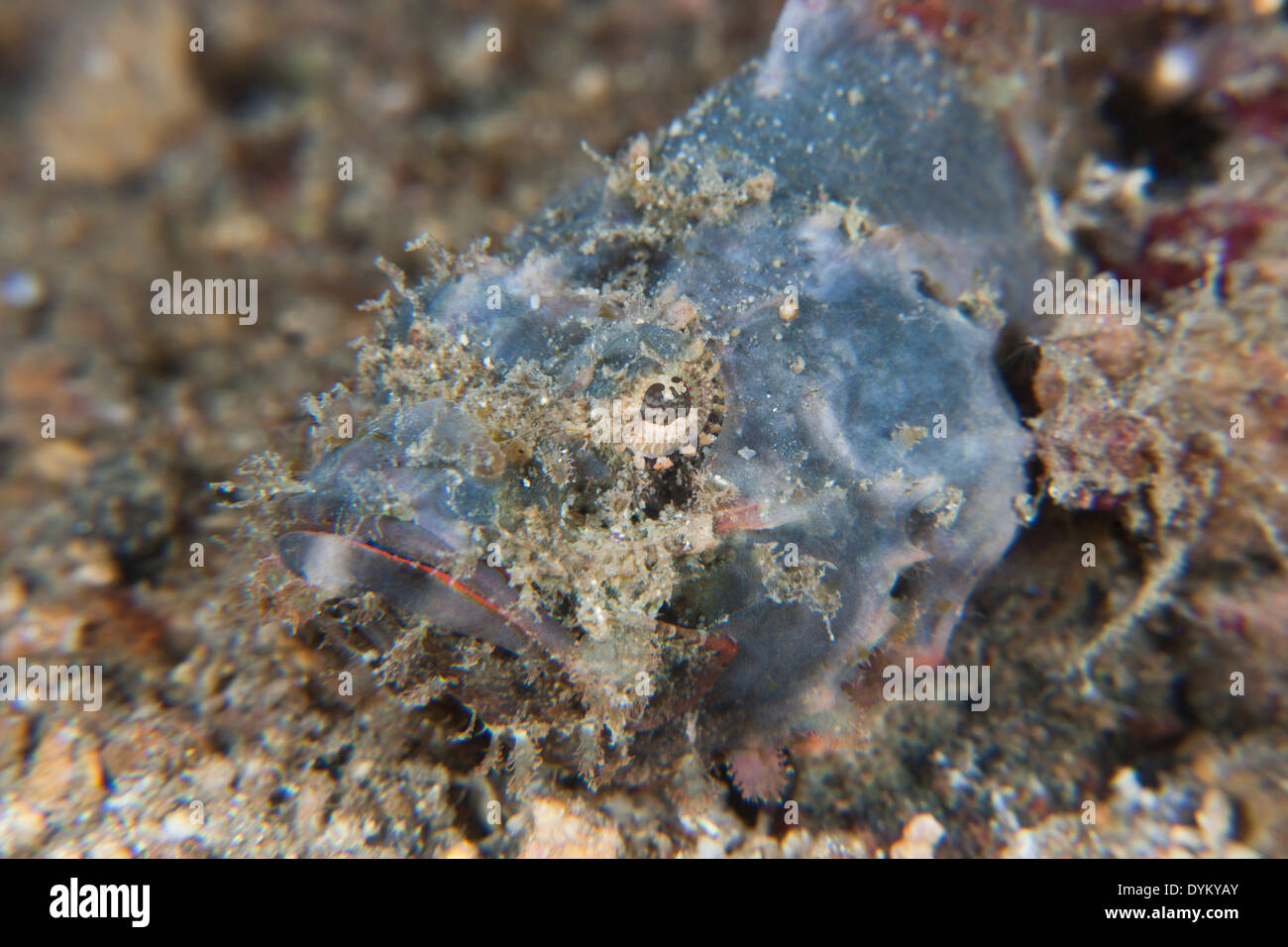 Flasher scorpionfish hi-res stock photography and images - Alamy