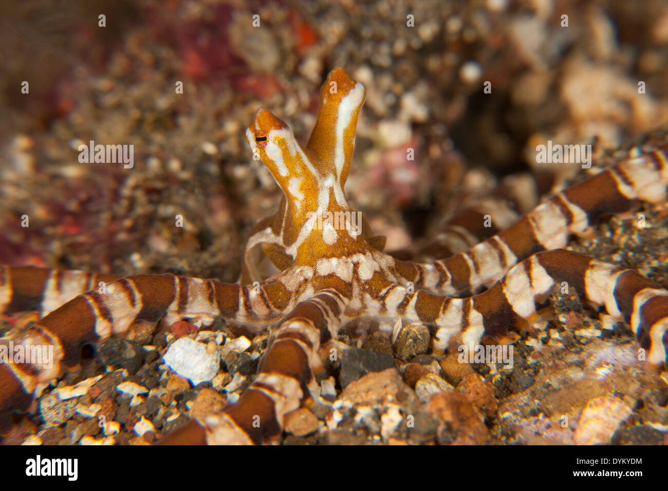 Wunderpus (Wunderpus photogenicus) in the Lembeh Strait off North ...