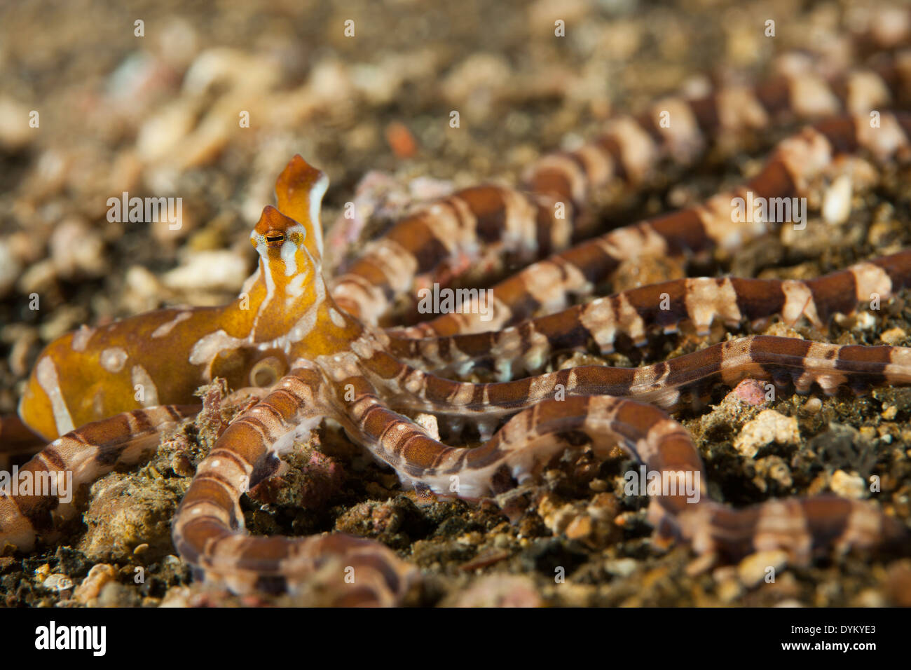 Wunderpus photogenicus hi-res stock photography and images - Alamy