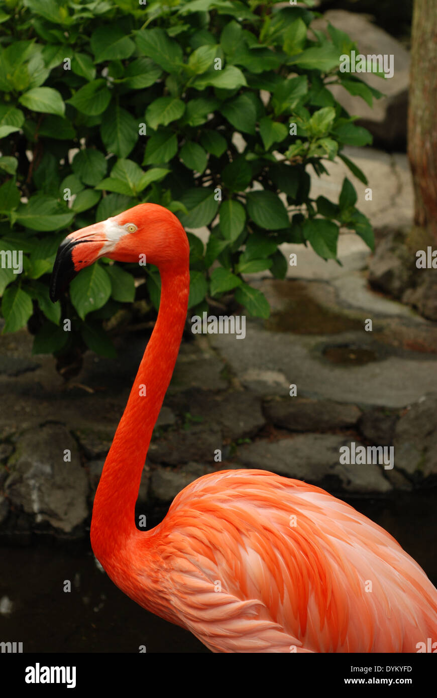 Flamingo at Saboten Koen zoologic park in Izu, Shizuoka Prefecture ...