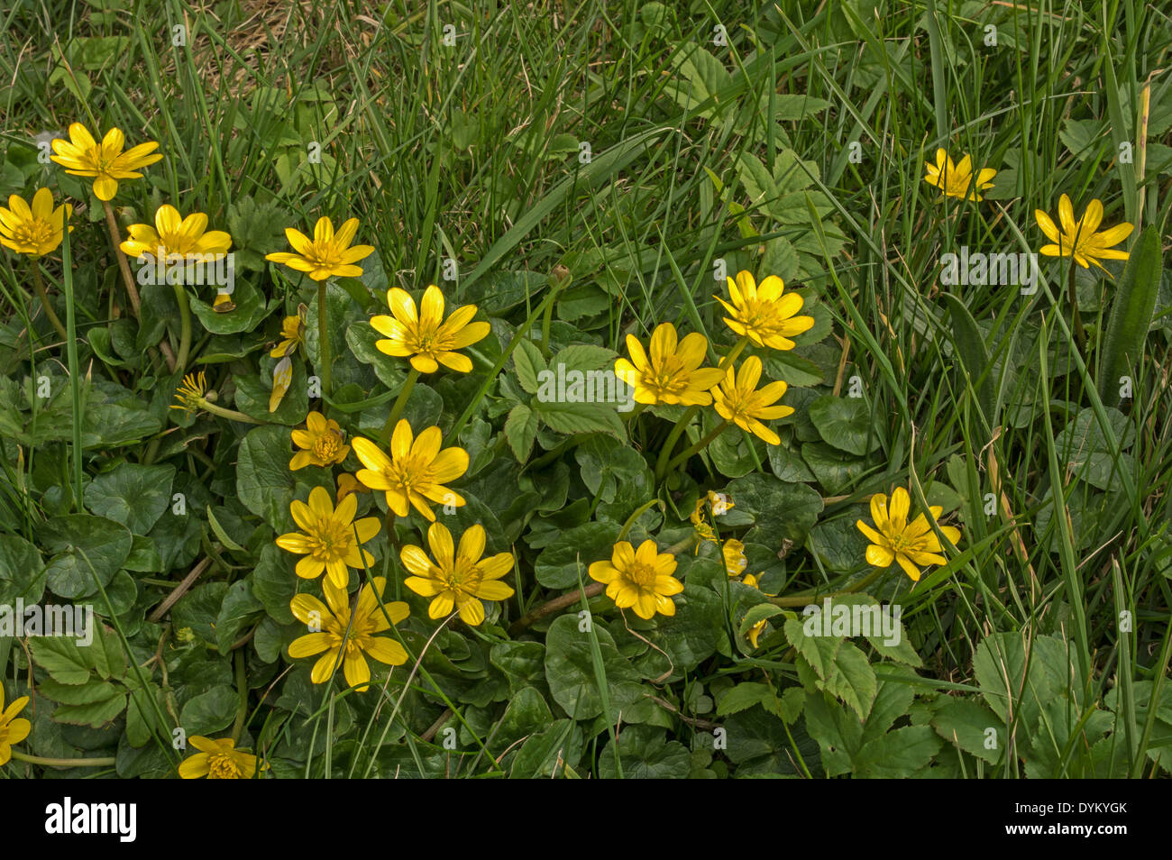 Lesser Celandine. One of the earliest plants to flower, common along ...