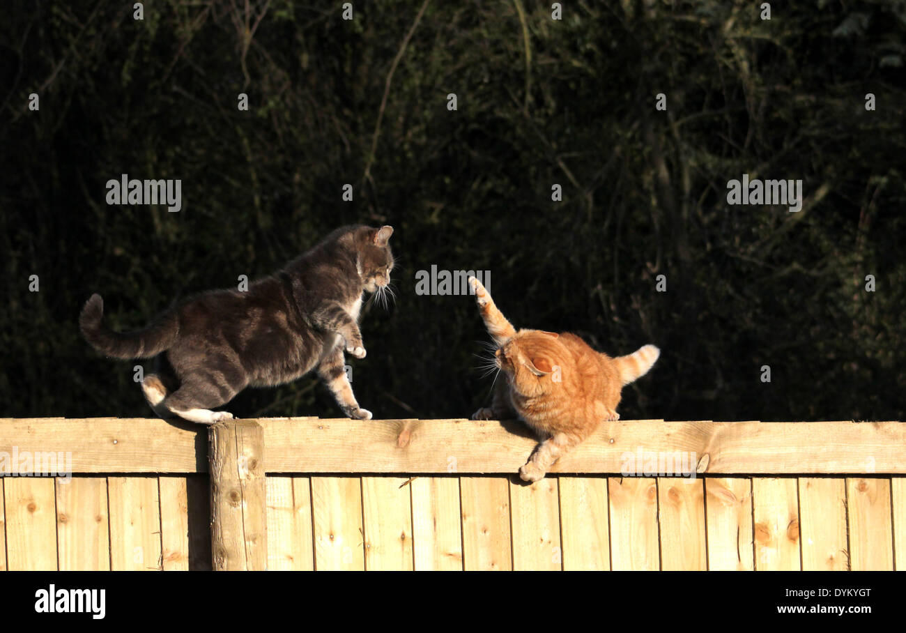 Tabby and ginger cats fighting on garden fence Stock Photo - Alamy