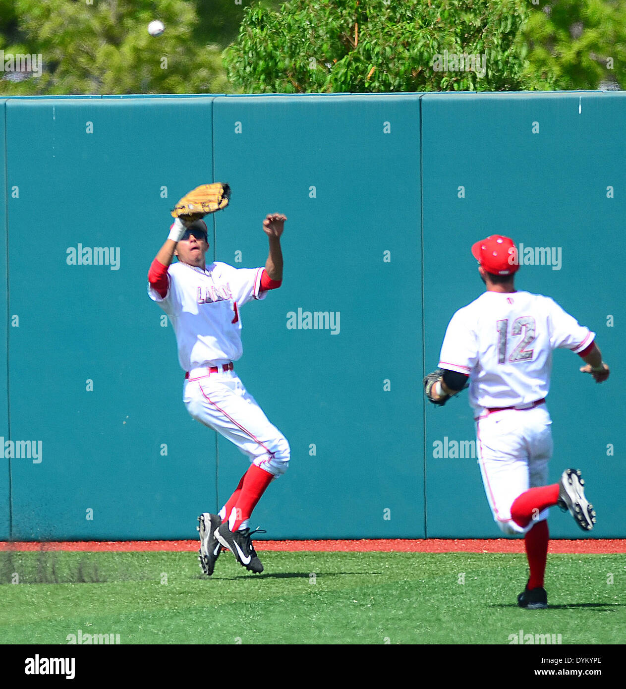 Lobo texas hi-res stock photography and images - Alamy
