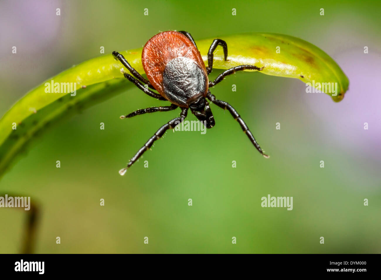 The Castor Bean Tick (Ixodes ricinus Stock Photo - Alamy