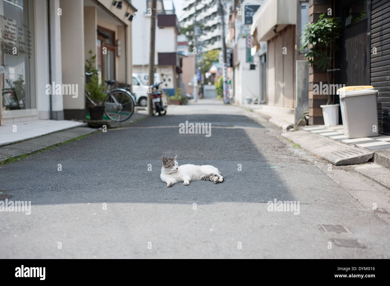 Cat laying on the road, Atami, Shizuoka Prefecture, Japan Stock Photo ...
