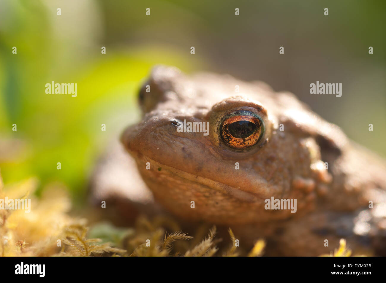 Adult common toad hunting for bugs and prey at ground level amongst ...