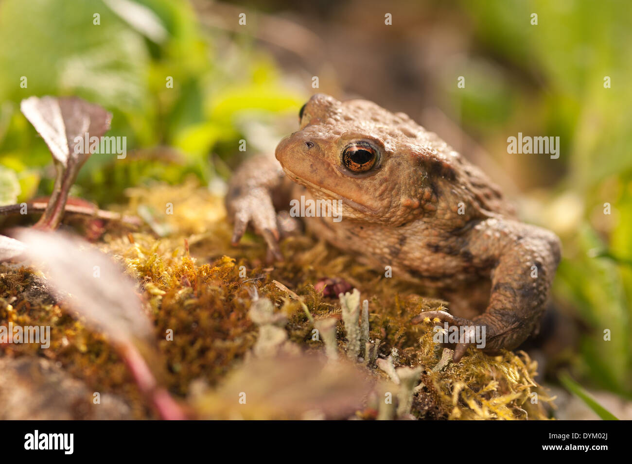 Common toad defense hi-res stock photography and images - Alamy