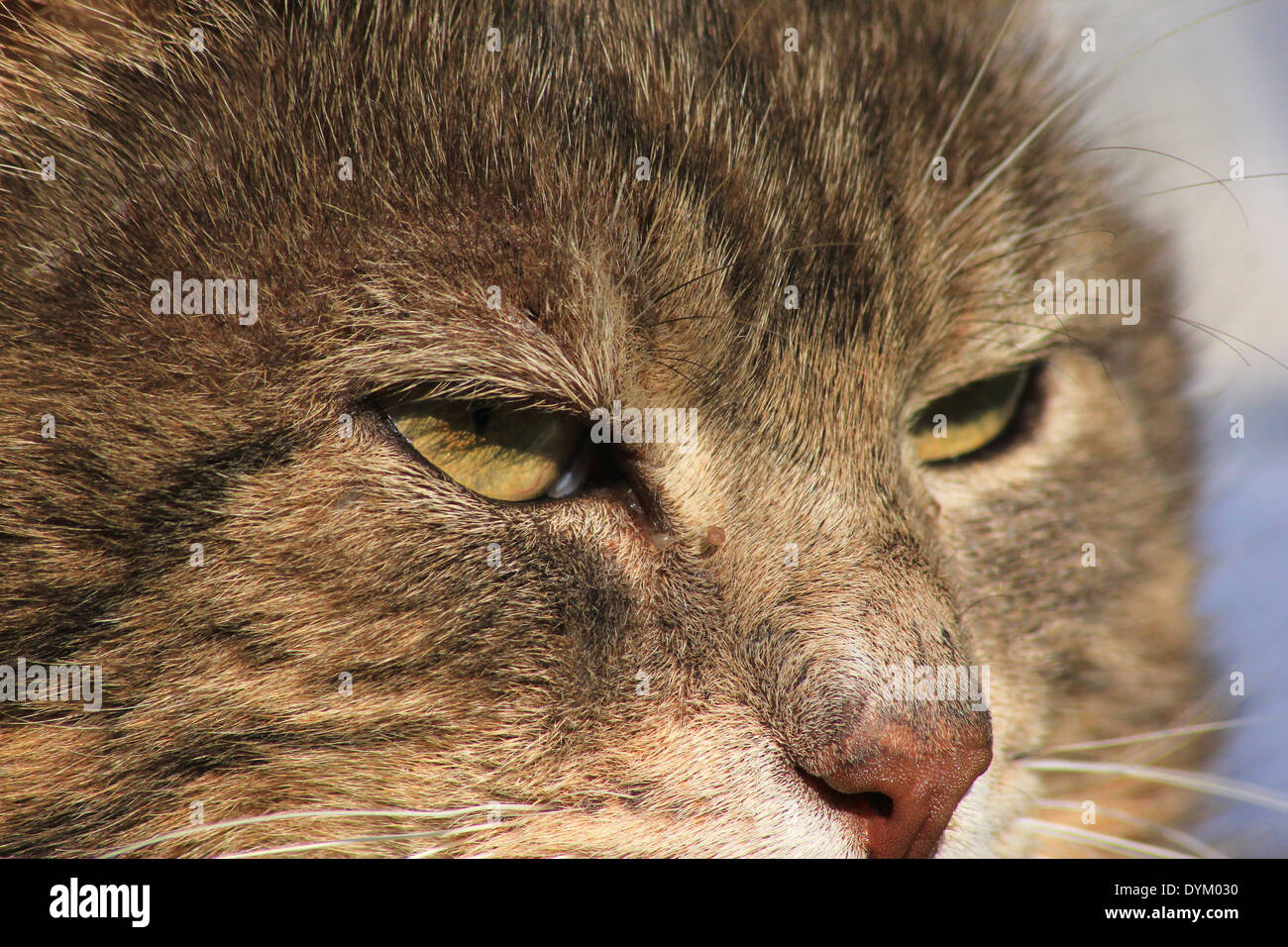 Nose scratch hi-res stock photography and images - Alamy