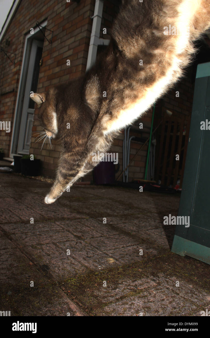 Tabby cat jumping towards back door Stock Photo - Alamy