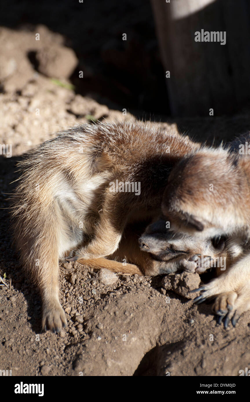 Meerkat fight hi-res stock photography and images - Alamy