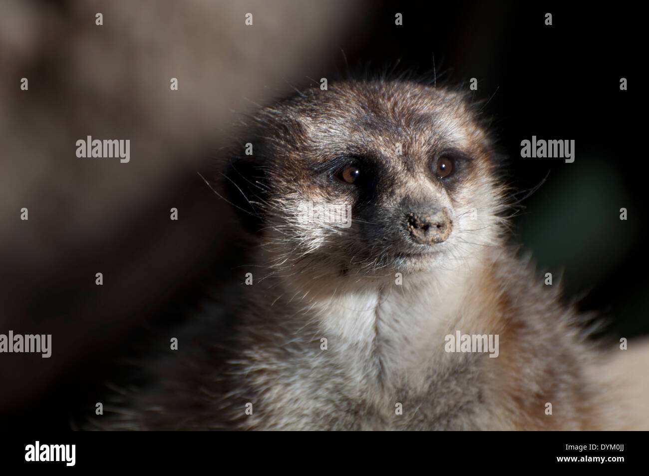 Cute meercat hi-res stock photography and images - Alamy