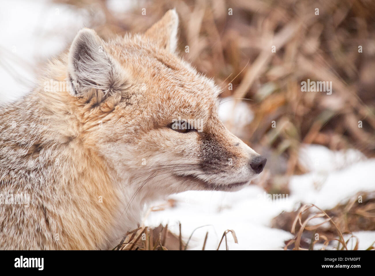 Swift fox in captivity hi-res stock photography and images - Alamy