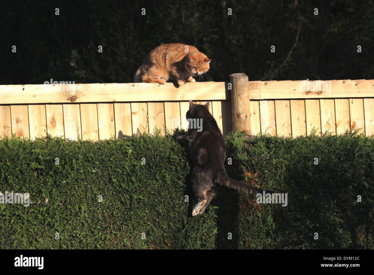 Cat fight hi-res stock photography and images - Alamy