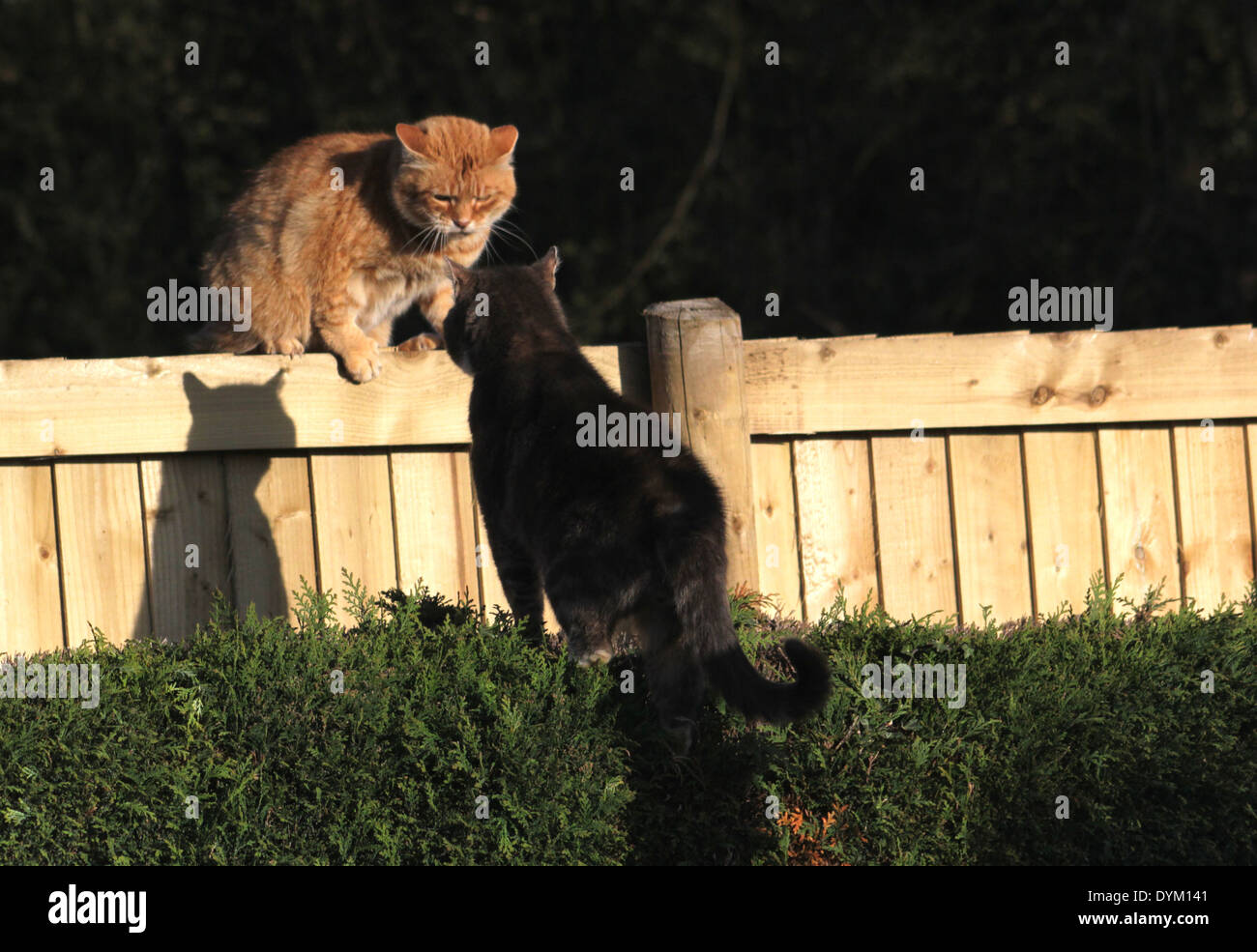 Cat fight hi-res stock photography and images - Alamy
