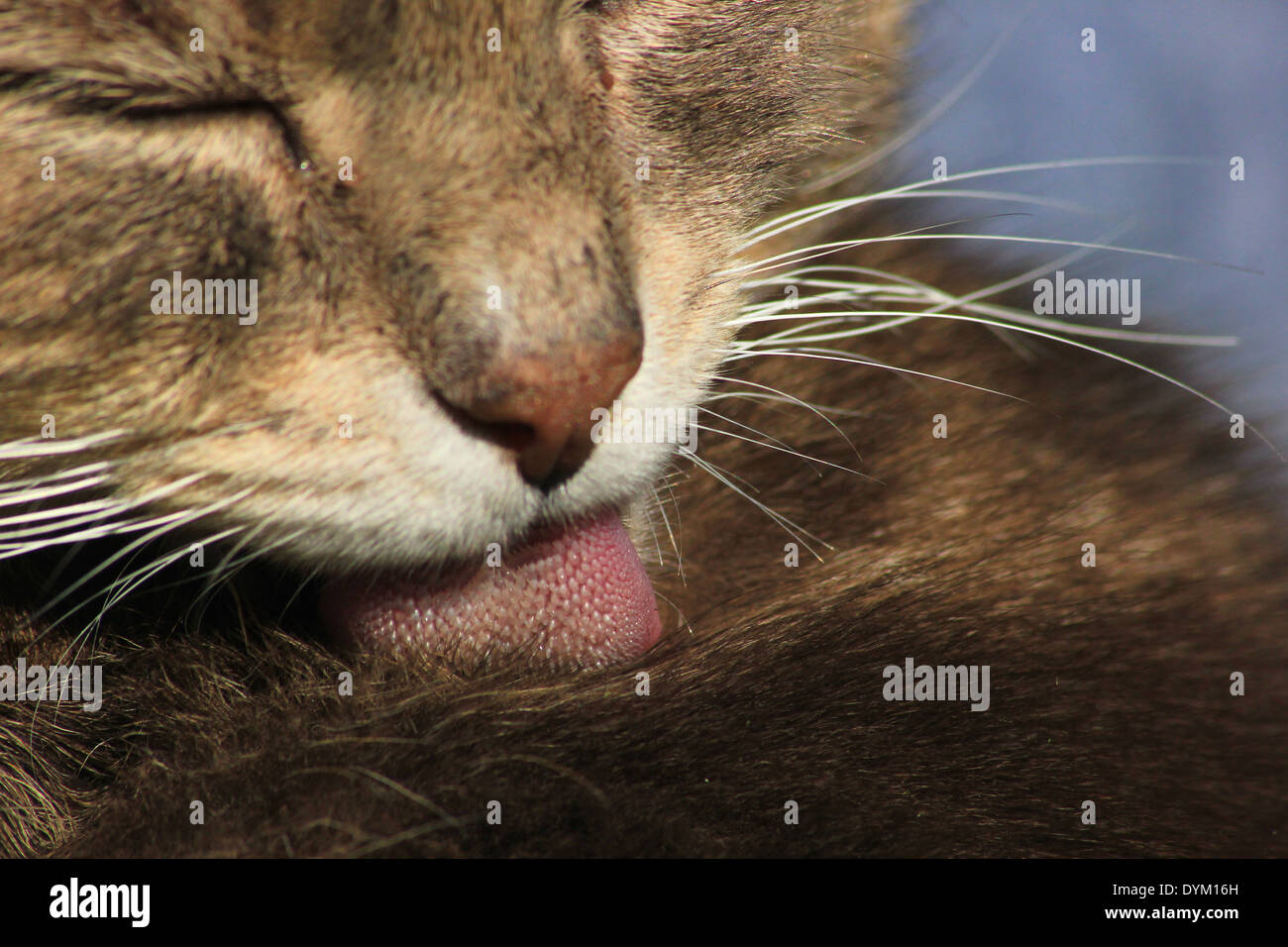 Tongue licking hi-res stock photography and images - Alamy