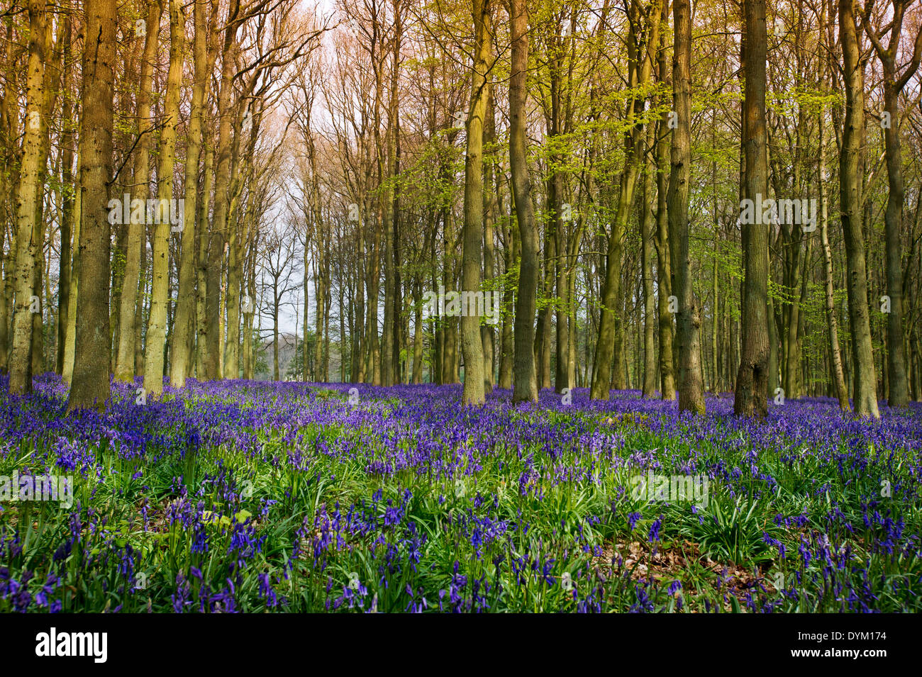 Dockey wood hi-res stock photography and images - Alamy