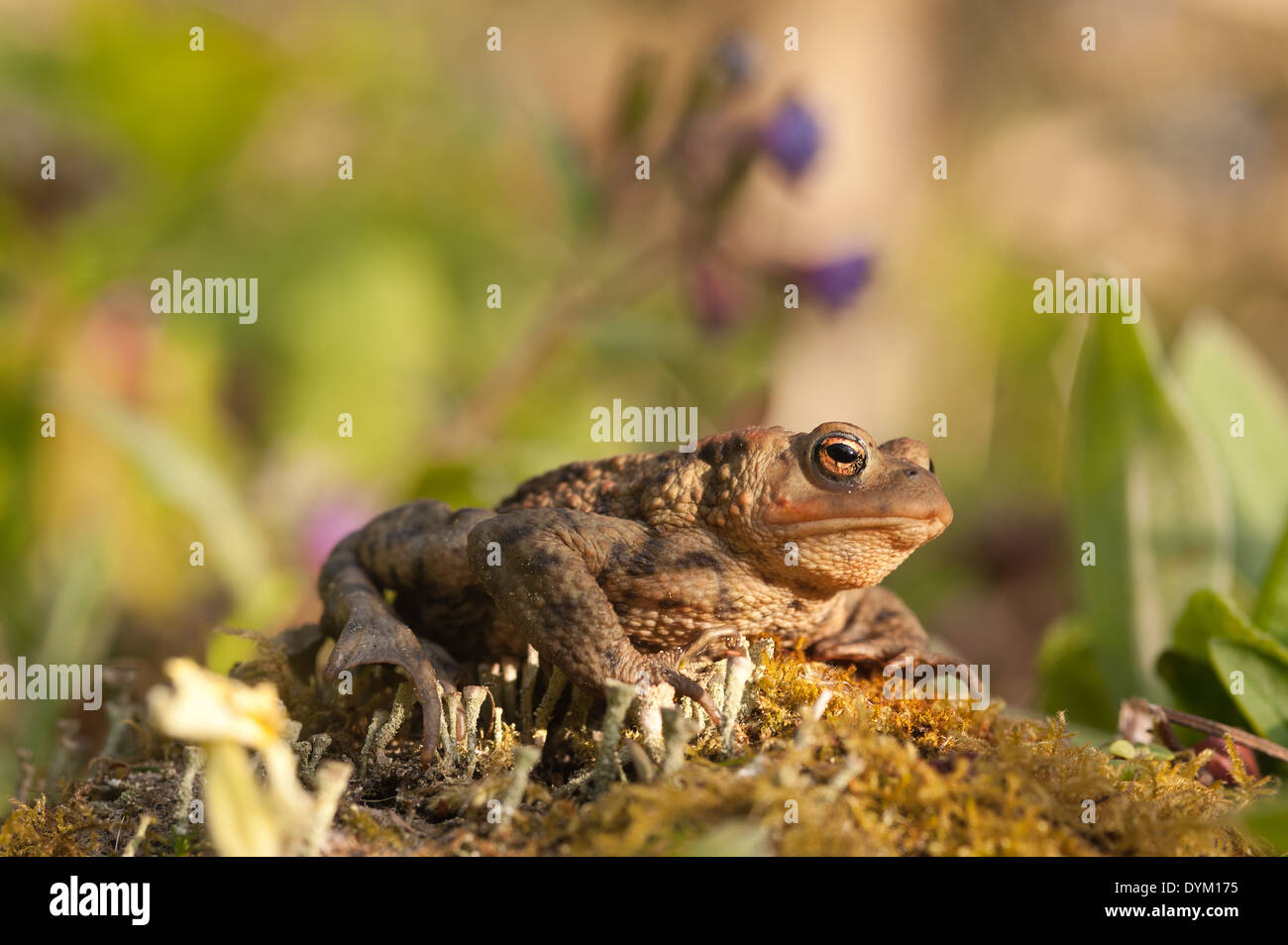Toad of toad hall hi-res stock photography and images - Alamy