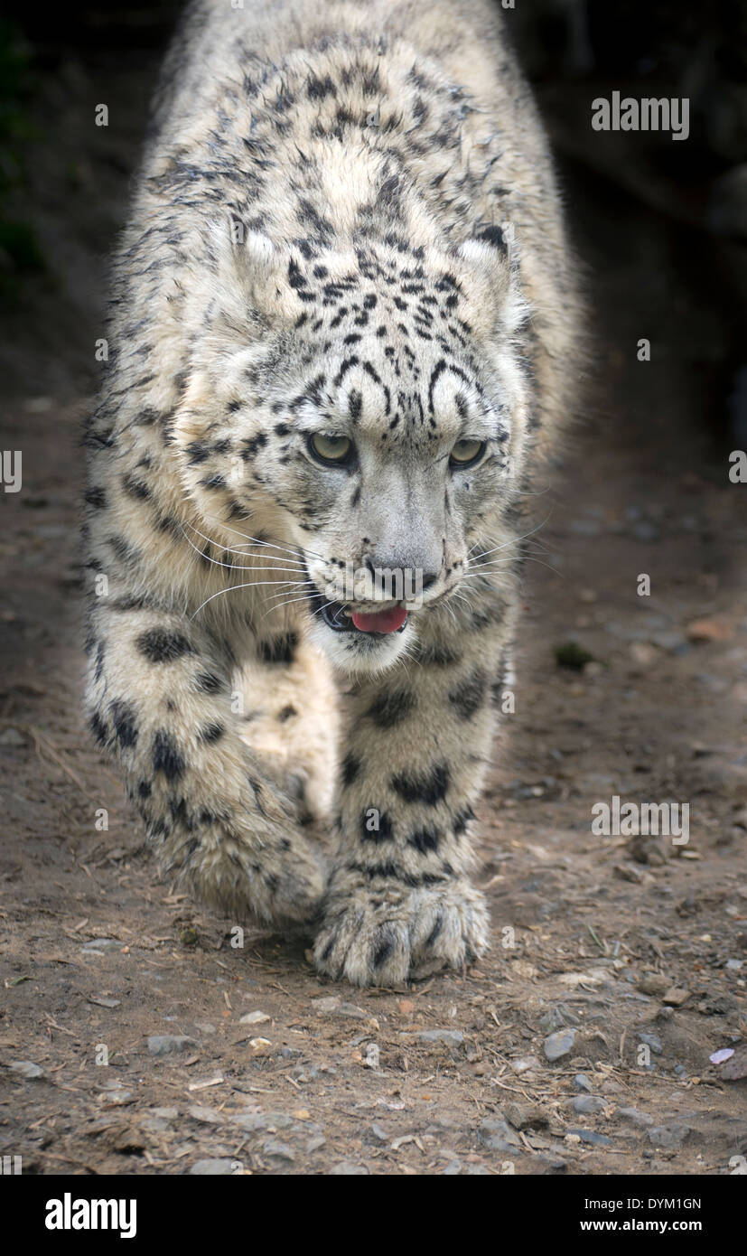 Young female snow leopard walking towards camera Stock Photo - Alamy