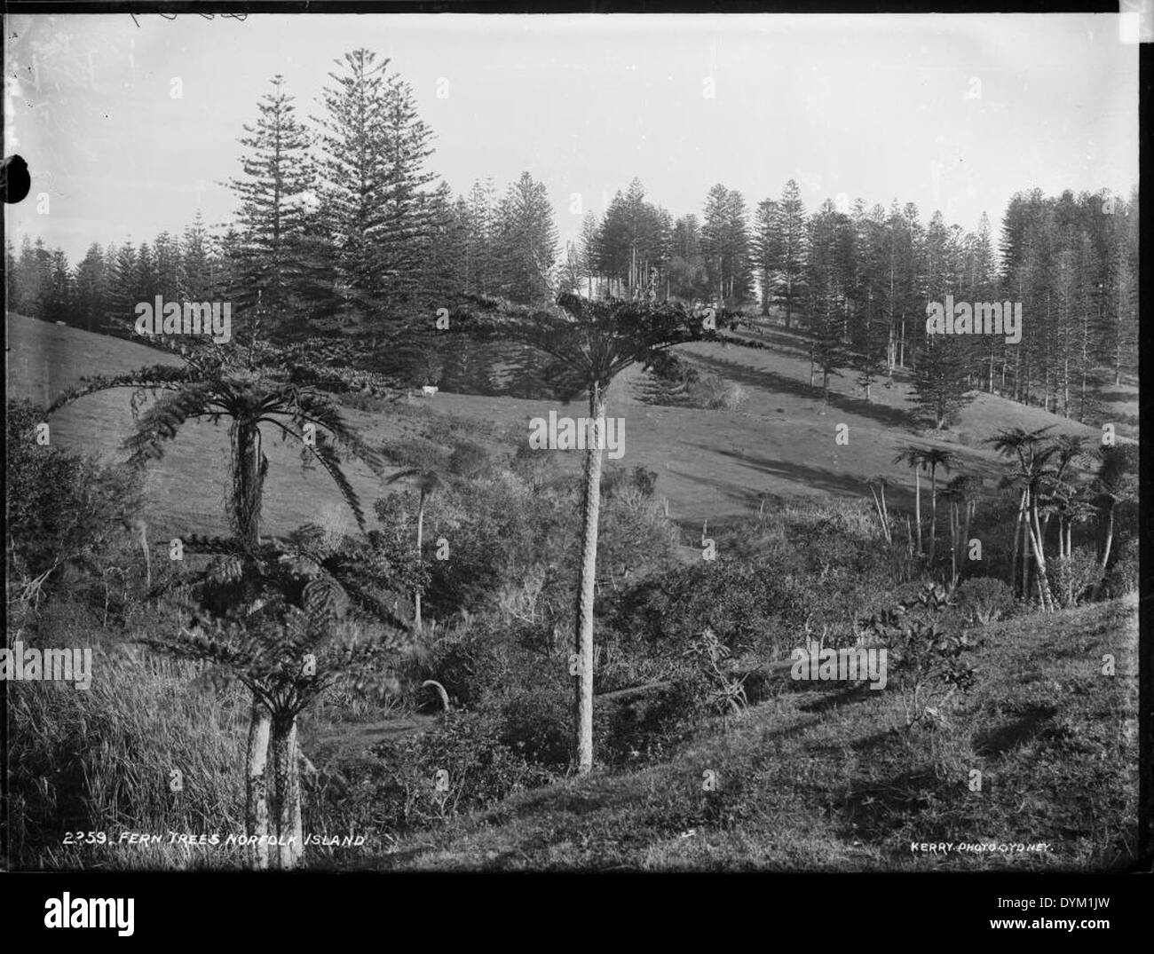 Botanical garden trees form Black and White Stock Photos & Images - Alamy