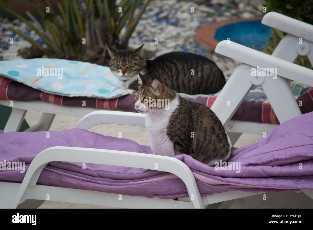Cats sun hi-res stock photography and images - Alamy