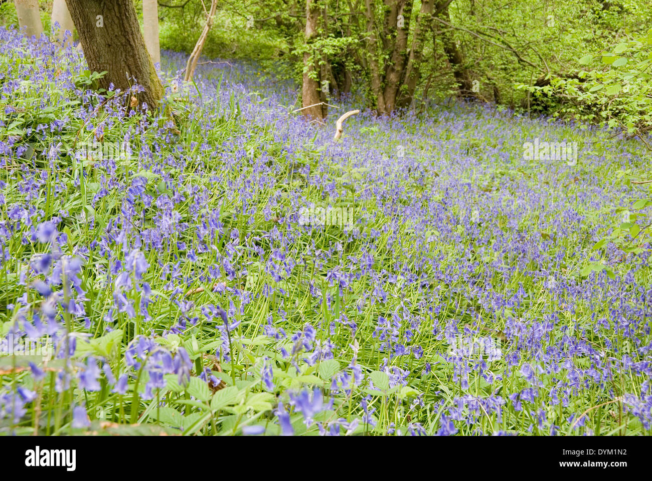 Delicate blue flowers of bluebells (hyacinthoides non-scripta) in ...