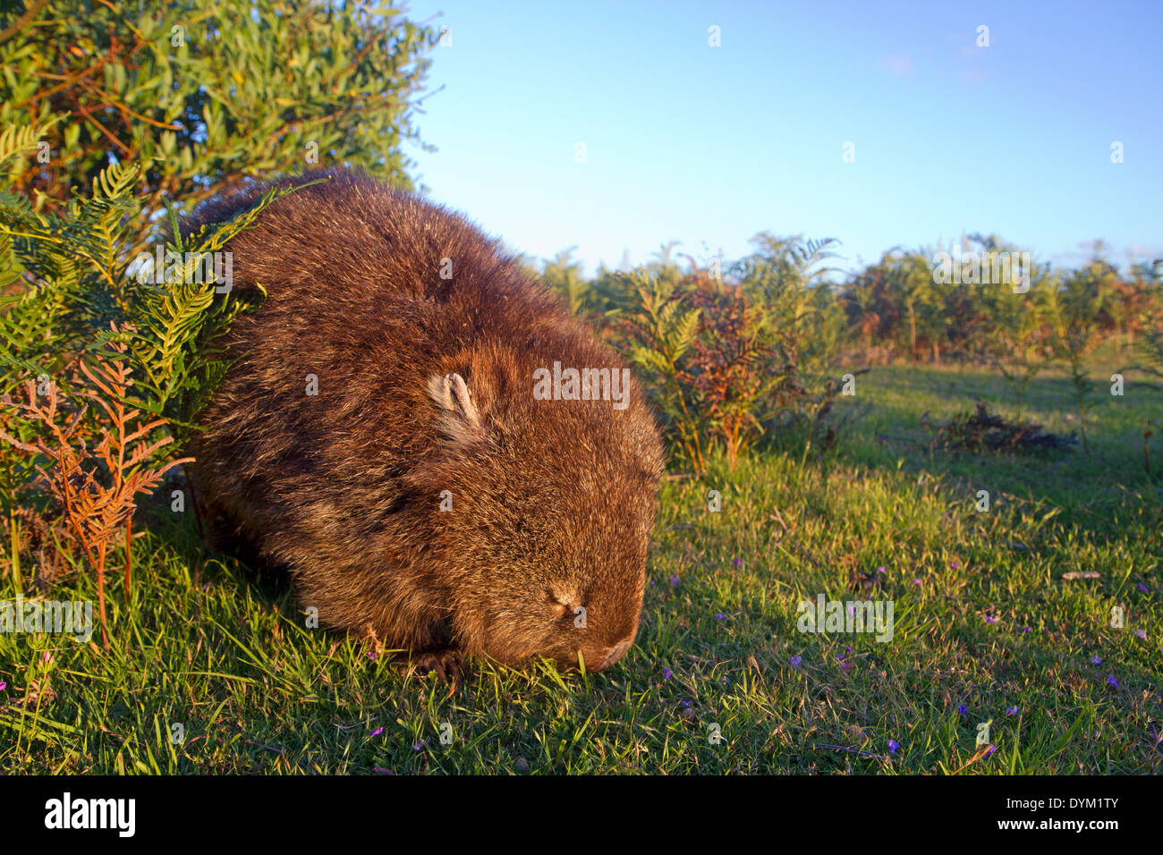 Wombat at Narawntapu National Park Stock Photo - Alamy