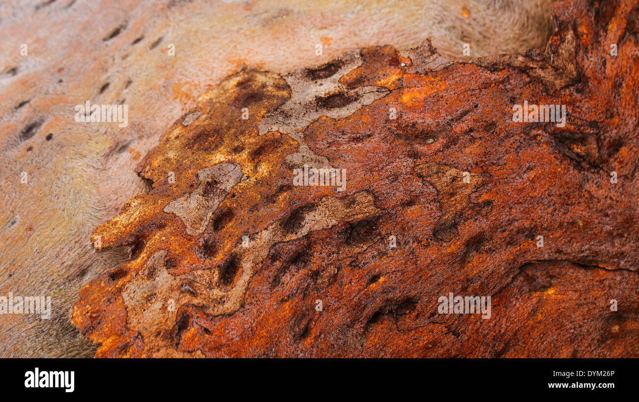 Beautiful colours and patterns on tree bark after a bush fire, Wollemi ...