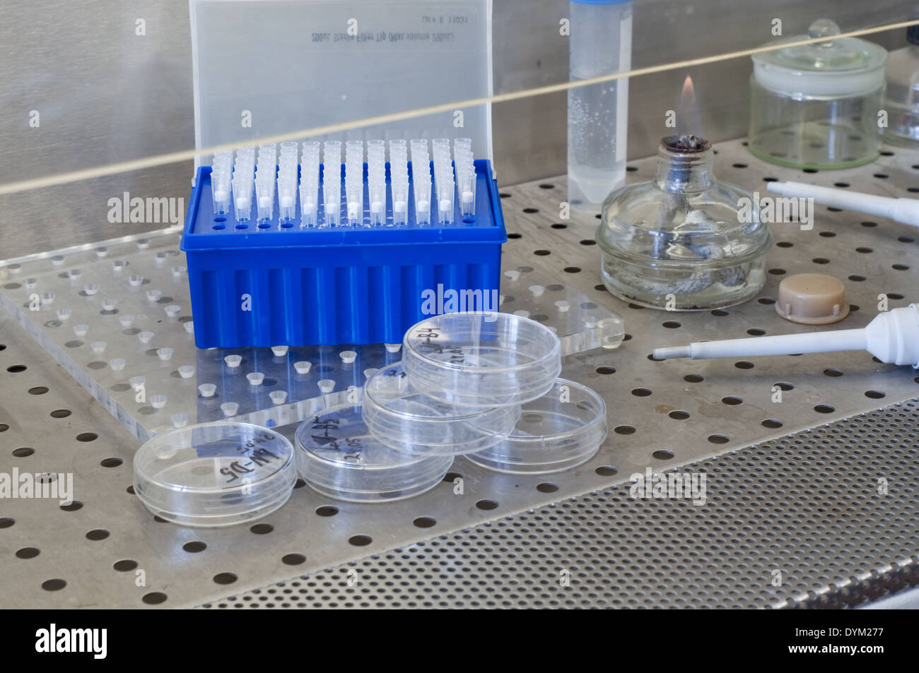 The workplace of the researcher in the laminar box. Equipment and ...