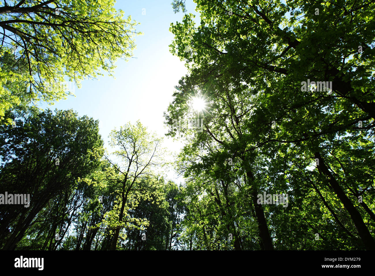 Spring Park nature background Stock Photo - Alamy