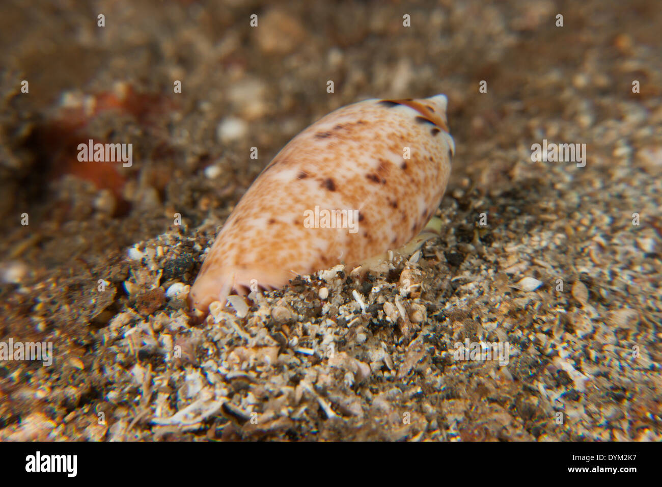Auger Conch (Terebellum cerebellum) on the move in the Lembeh Strait ...