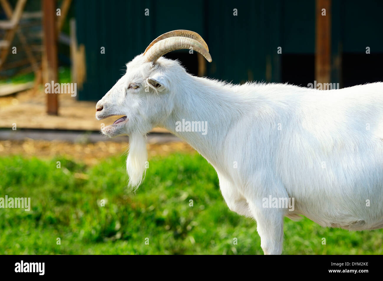 Ziegenbock hi-res stock photography and images - Alamy